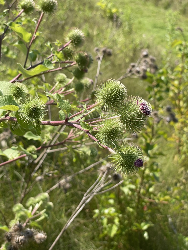 burdocks from Acacia Reservation, Lyndhurst, OH, US on August 9, 2023 ...