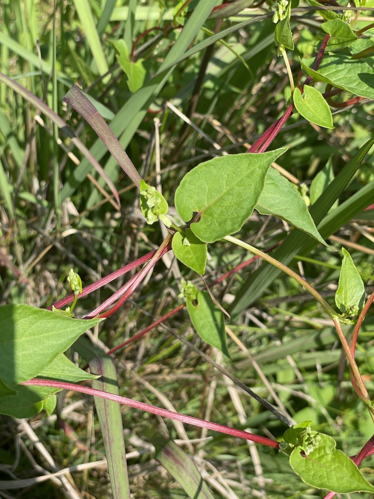 Something from Acacia Reservation, Lyndhurst, OH, US on August 9, 2023 ...