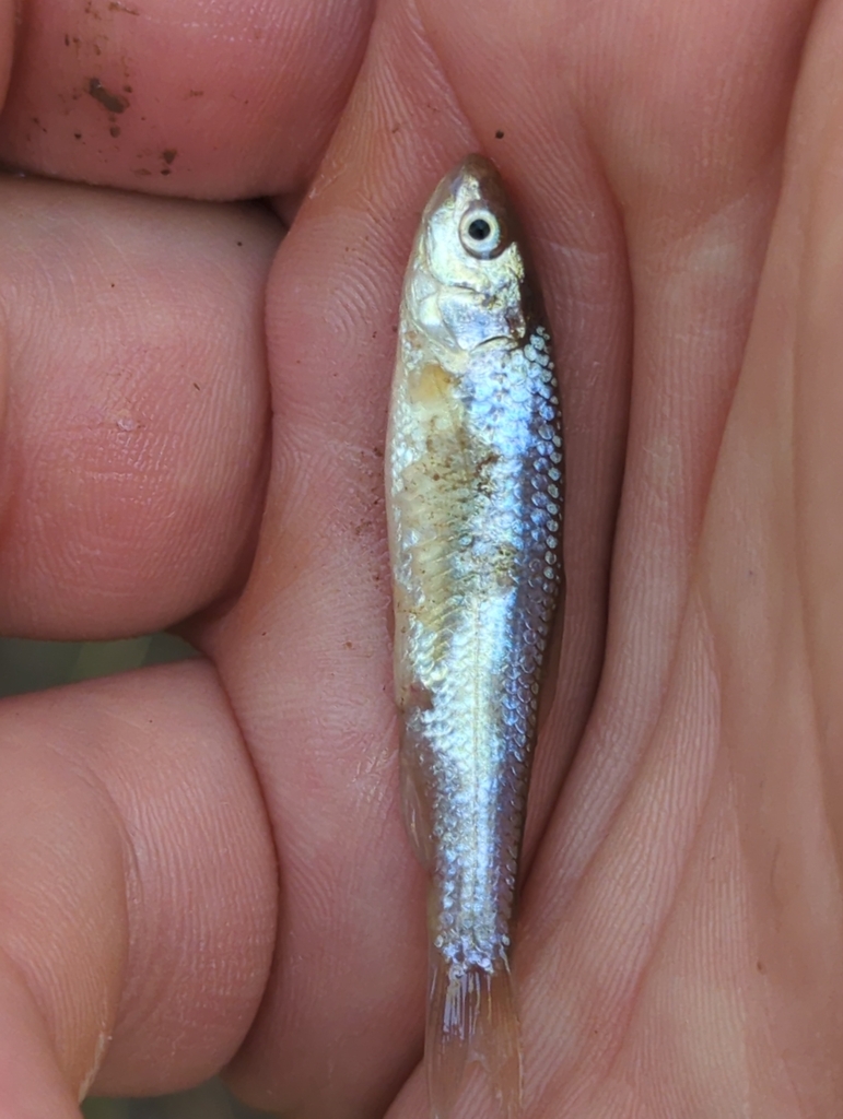 Rio Grande Silvery Minnow in August 2023 by Alexander Price · iNaturalist