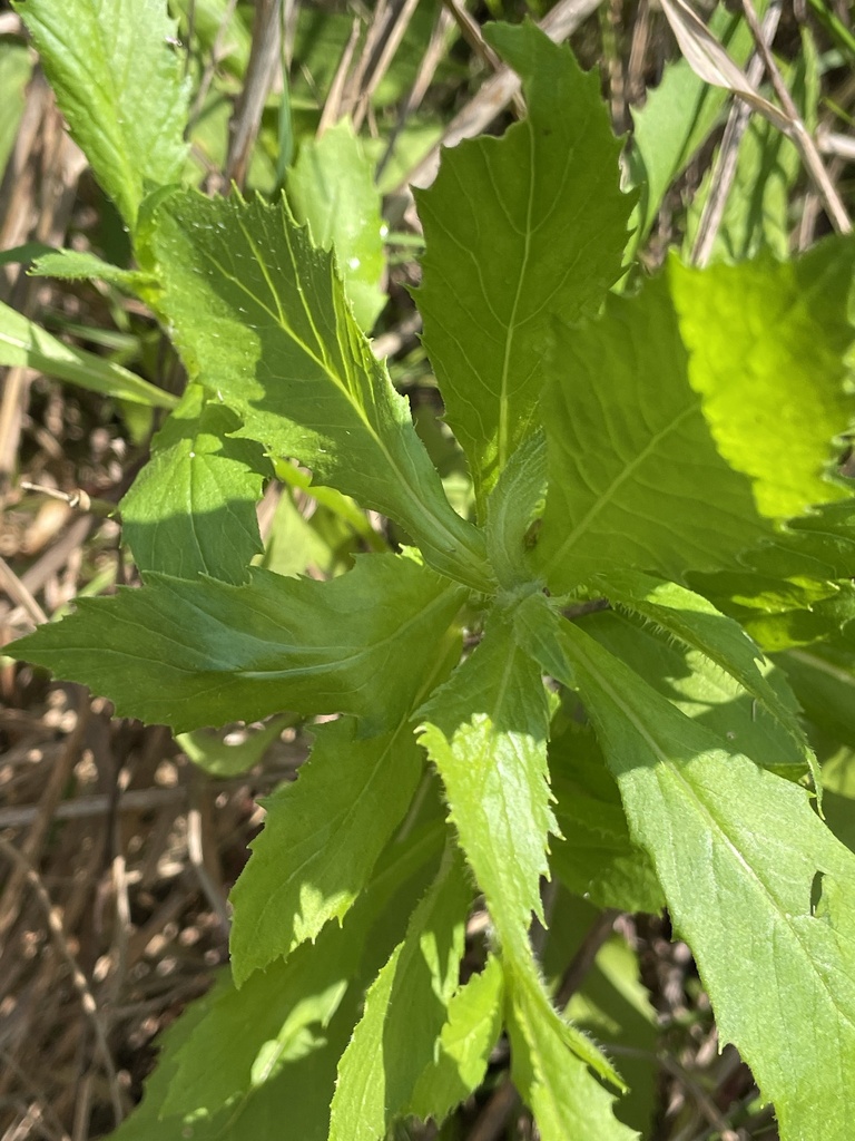 American burnweed from Acacia Reservation, Lyndhurst, OH, US on August ...