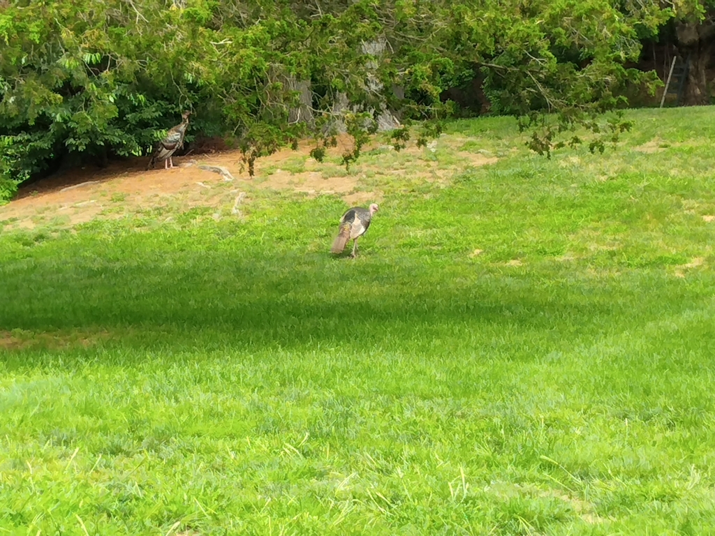 Wild Turkey from Milton, MA, USA on August 9, 2023 at 11:02 AM by Joe ...
