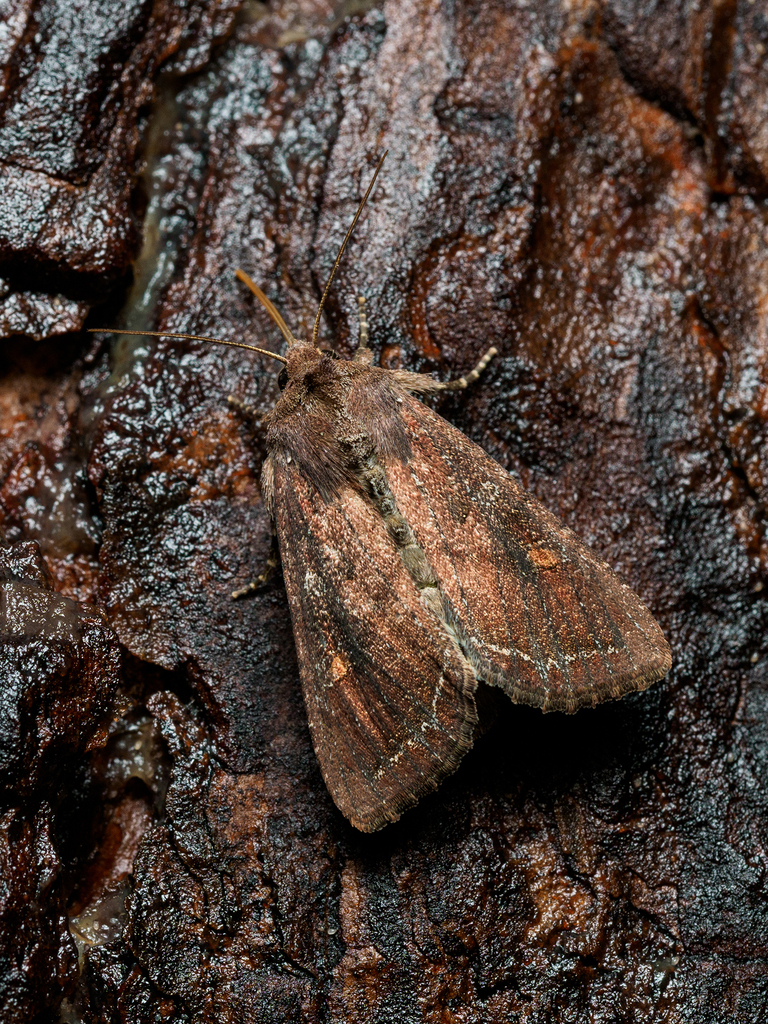 Bright-line Brown-eye from 85088 Vohburg an der Donau, Deutschland on ...