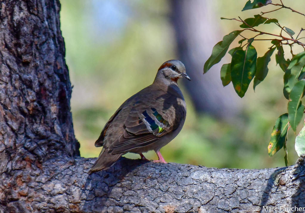 Brush Bronzewing in January 2019 by Marc Faucher. Brush Bronzewing ...