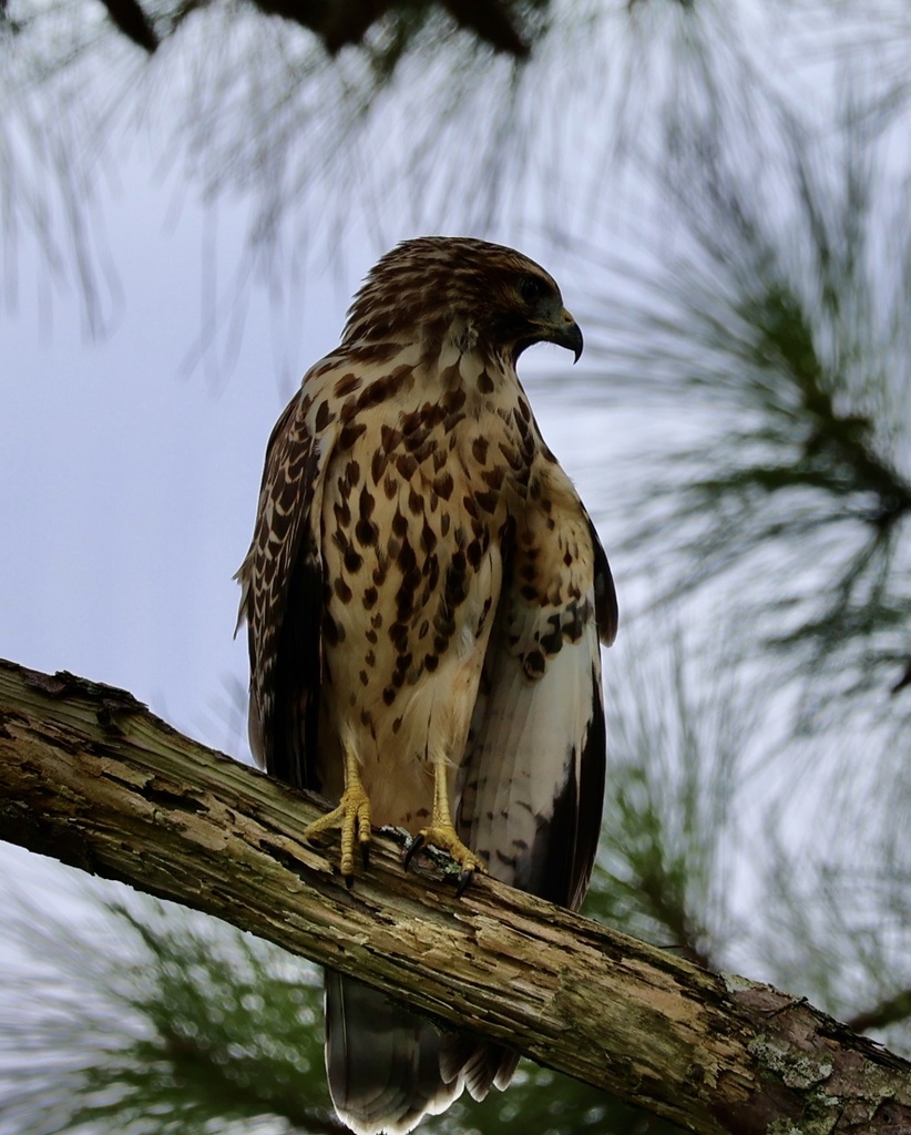 Red-shouldered Hawk from Johns Island, Johns Island, SC, US on July 30 ...