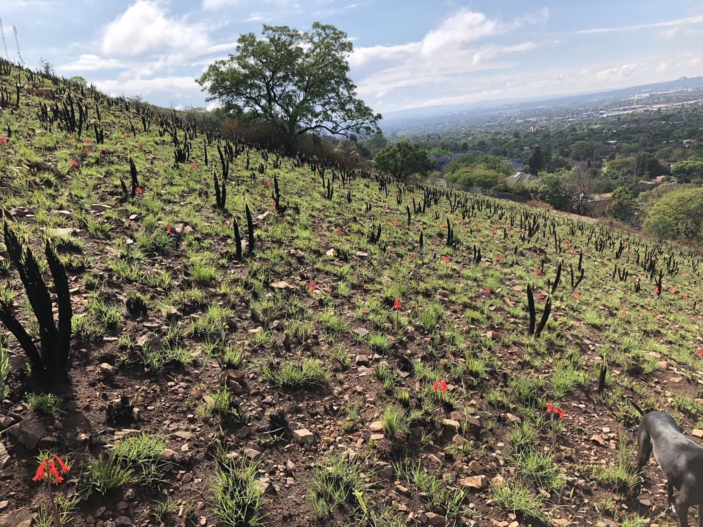 Common Firelily in October 2021 by Carel Fourie · iNaturalist