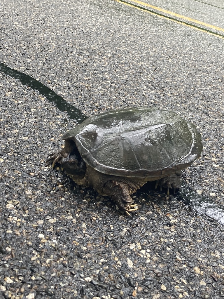Common Snapping Turtle from E Hebron Tpke, Lebanon, CT, US on August 7 ...
