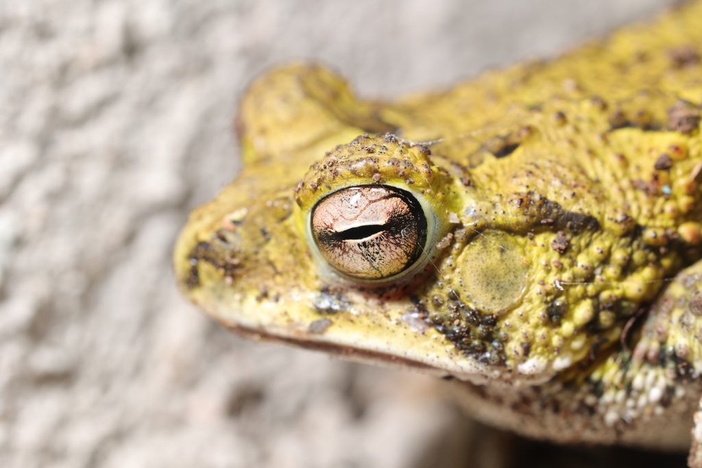 Marbled Toad from 48893 Jal., Mexico on August 7, 2023 at 06:57 PM by ...
