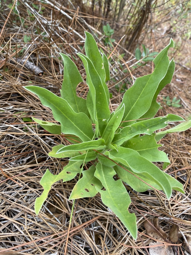 Lady Lupine from State Line, MS, US on August 8, 2023 at 10:58 AM by ...