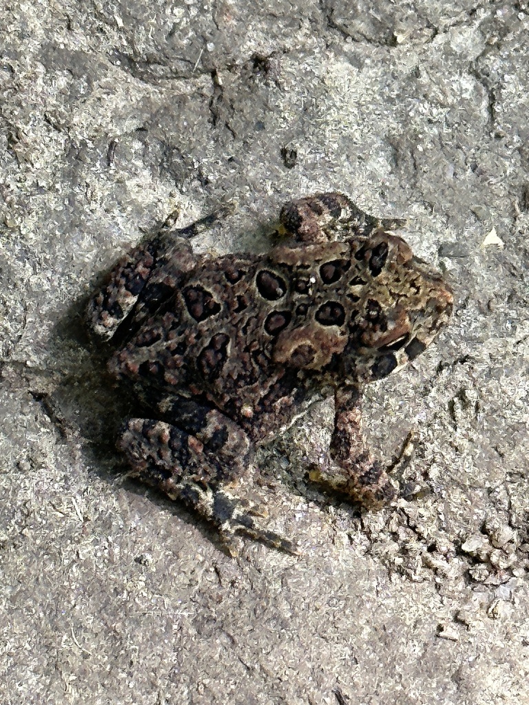 American Toad from Maple Grove, MN, US on August 9, 2023 at 12:31 PM by ...
