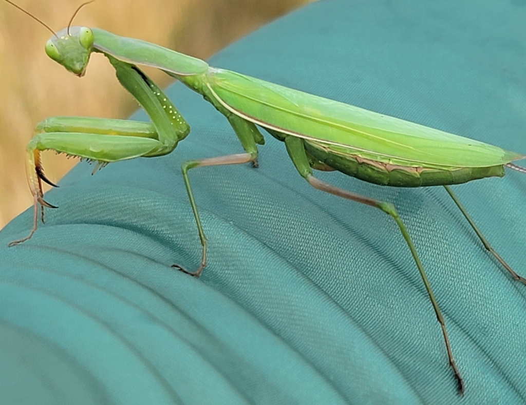 European Mantis from Blackwell Forest Preserve on August 9, 2023 at 08: ...