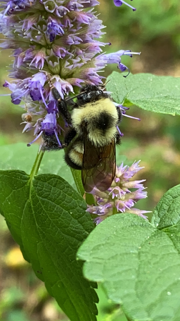 Rusty-patched Bumble Bee in August 2023 by annie2047 · iNaturalist