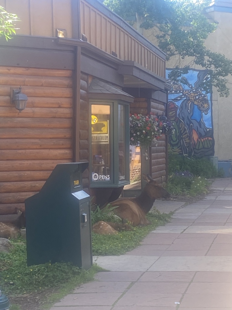 Wapiti from E Riverside Dr, Estes Park, CO, US on July 16, 2023 at 05: ...