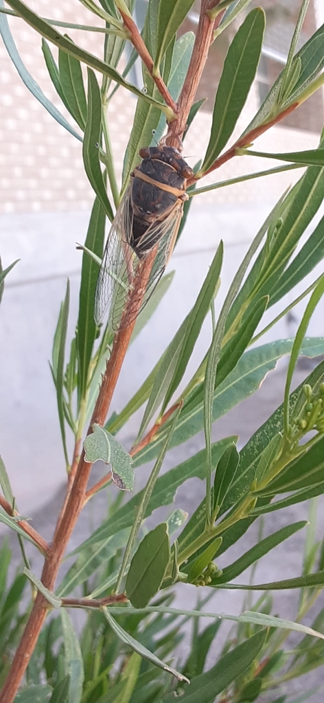 Typical Cicadas from Euclid/6th St, Tucson, AZ 85719, USA on August 9 ...