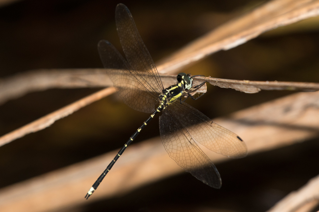 Yellow-tipped Tigertail from Tamborine Mountain QLD 4272, Australia on ...