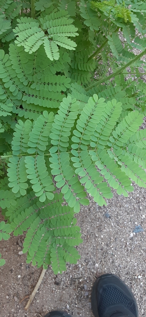 Pomaria from Pima County, US-AZ, US on August 9, 2023 at 11:42 AM by ...