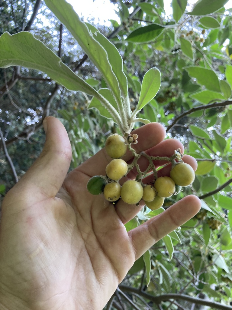 Loquat from Angeles National Forest, Altadena, CA, US on August 9, 2023 ...