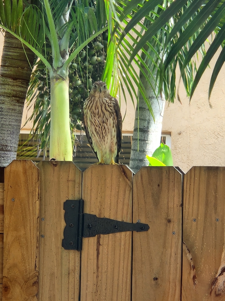 Cooper's Hawk from Miami, FL 33185, USA on August 9, 2023 at 03:05 PM ...