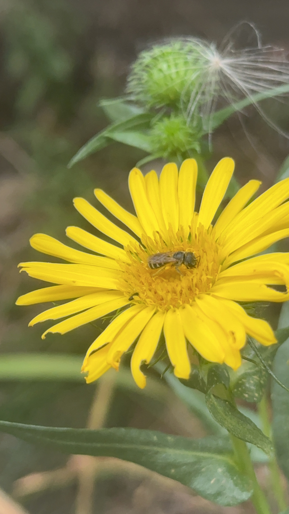 Ligated Furrow Bee in August 2023 by Ashley Smithers · iNaturalist