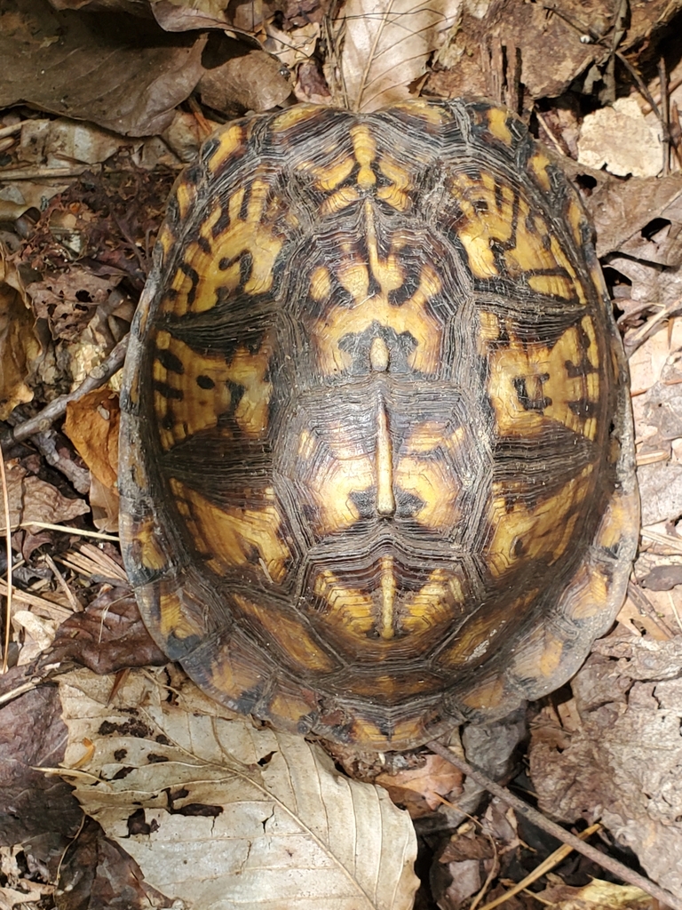 Common Box Turtle in August 2023 by Rikimaru · iNaturalist
