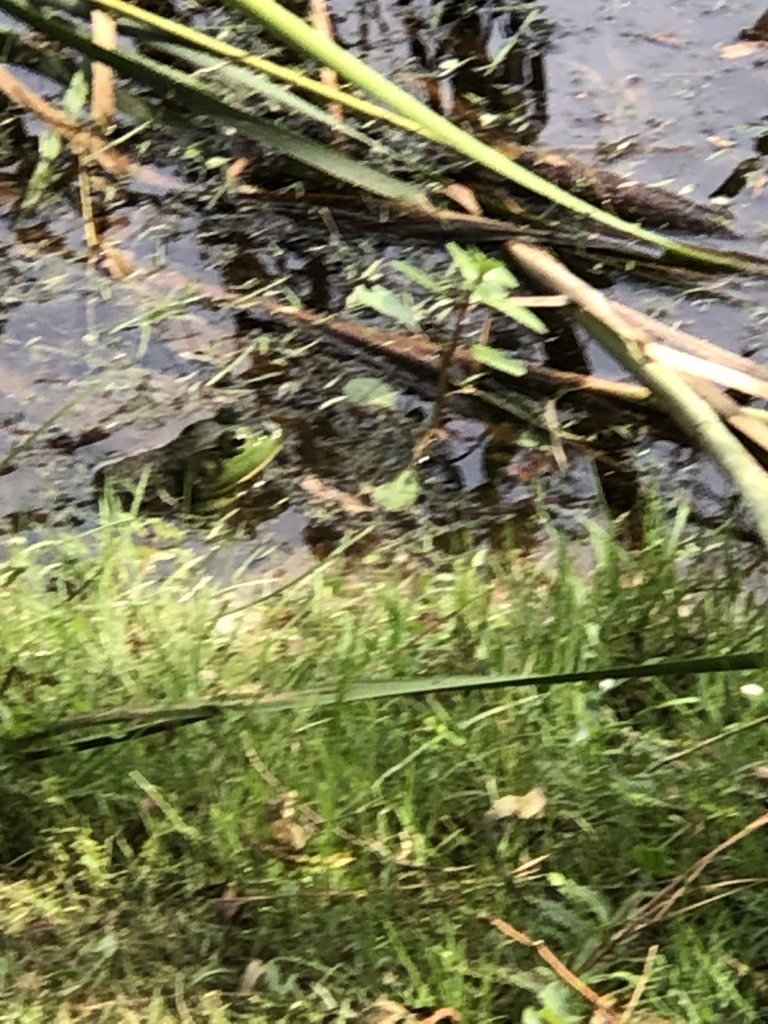 American Bullfrog from NC-87, Pittsboro, NC, US on August 9, 2023 at 04 ...
