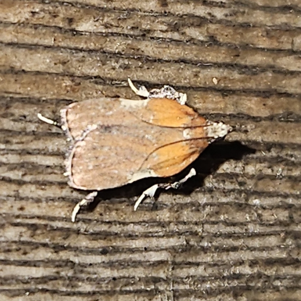 Boxwood Leaftier Moth from Vienna, IL 62995, USA on August 9, 2023 at ...