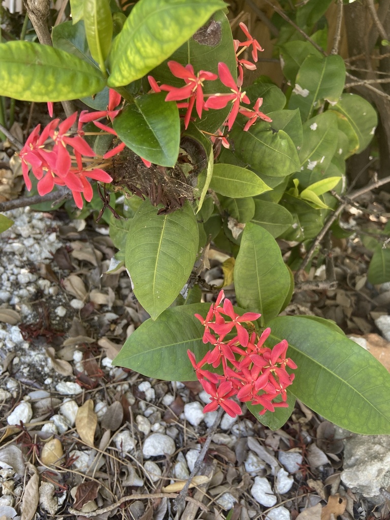 Panama rose from Key Largo, Key Largo, FL, US on August 9, 2023 at 02: ...