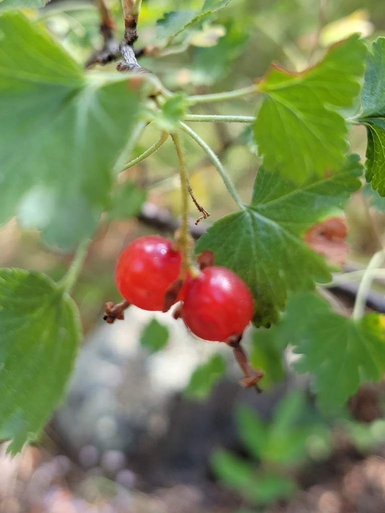 wax currant from Jefferson County, US-CO, US on August 9, 2023 at 10:11 ...