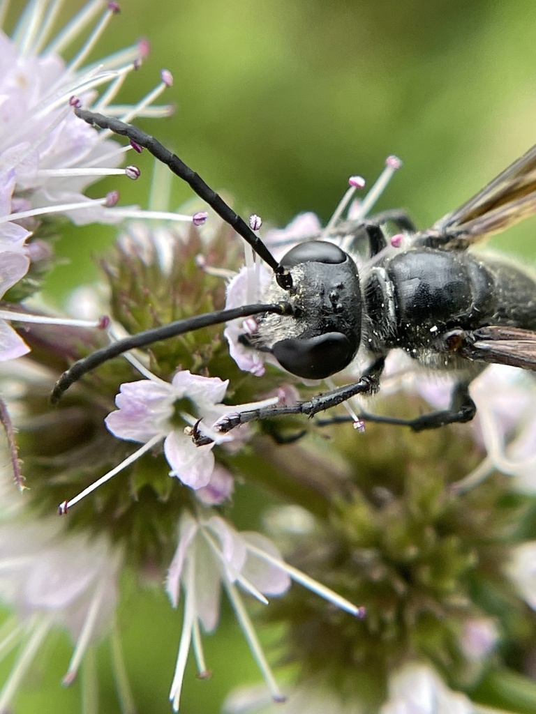 Mexican Grass-carrying Wasp from SW Stevens St, Seattle, WA, US on ...