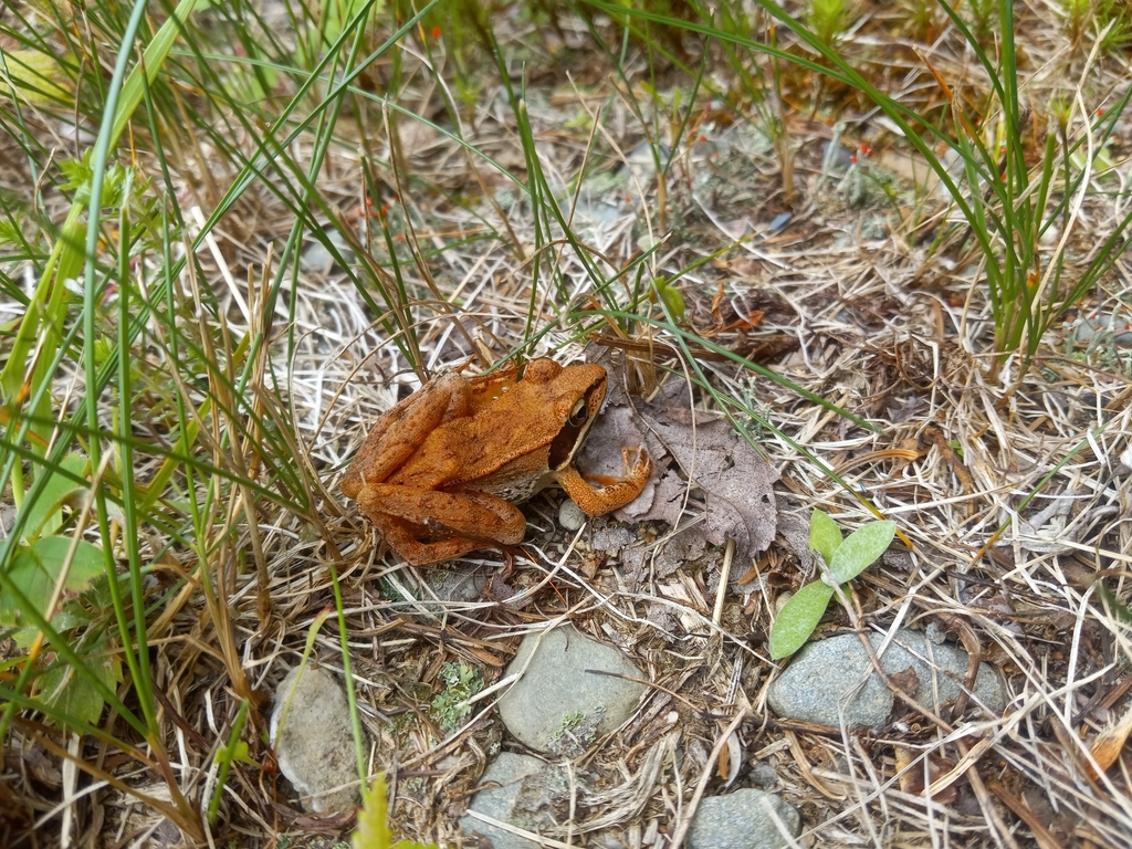 Typical Frogs from Somerset County, US-ME, US on August 7, 2023 at 02: ...