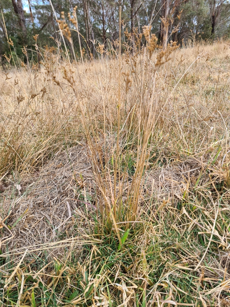 rushes from Wolumla NSW 2550, Australia on August 10, 2023 at 09:32 AM ...
