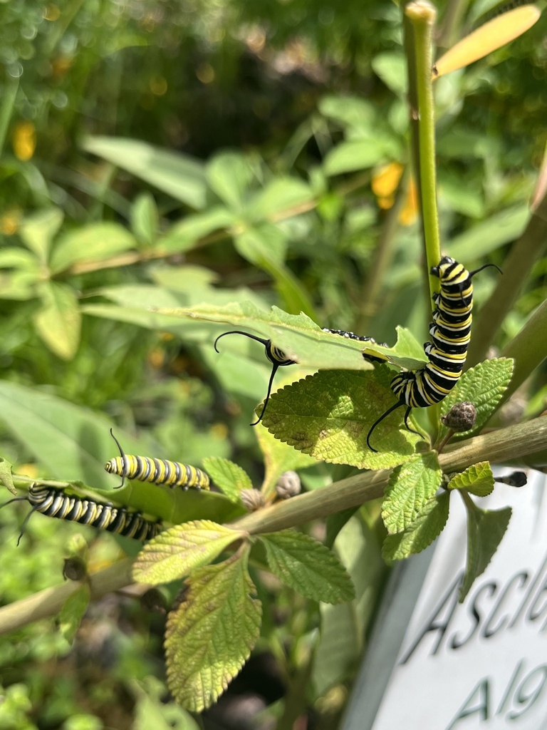 Monarch from Puerto Rico, San Juan, Puerto Rico, US on August 9, 2023 ...