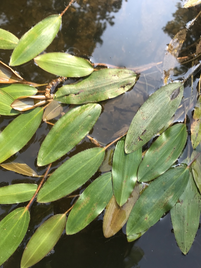 Longleaf Pondweed from Acacia Reservation, Lyndhurst, OH, US on August ...