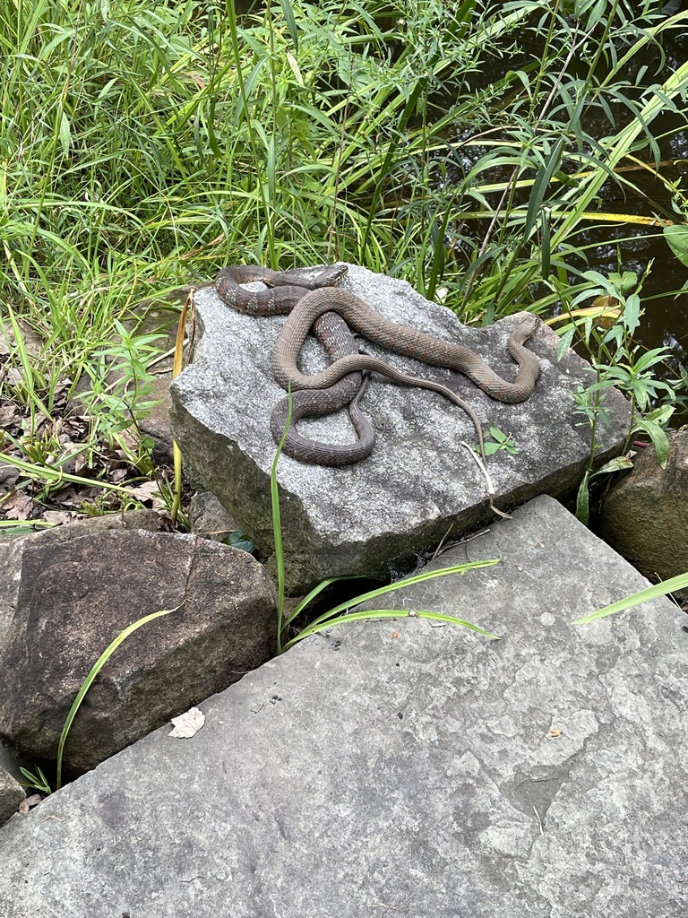 Common Watersnake from Old Windy Bush Rd, New Hope, PA, US on July 19 ...
