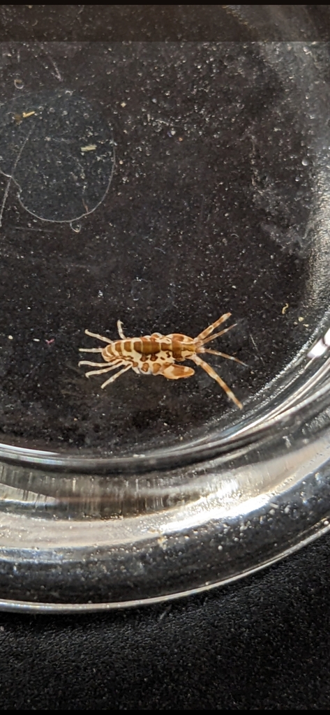 Ischyroceridae from Lincoln County, US-ME, US on August 9, 2023 by ...