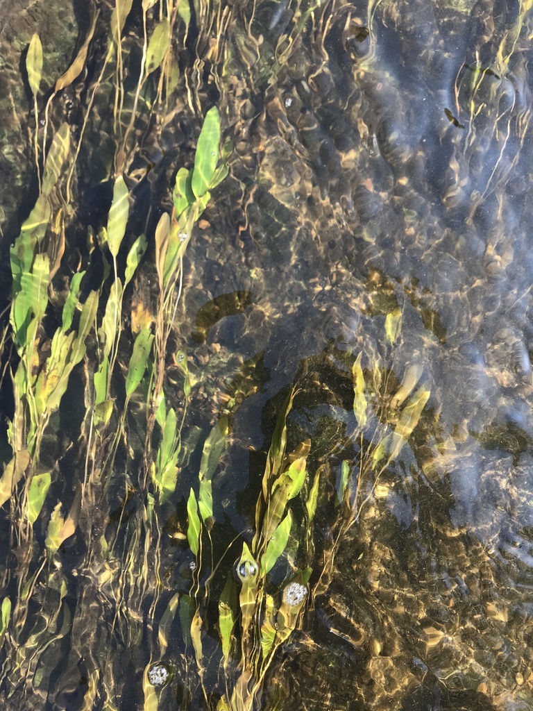 Longleaf Pondweed from Acacia Reservation, Lyndhurst, OH, US on August ...