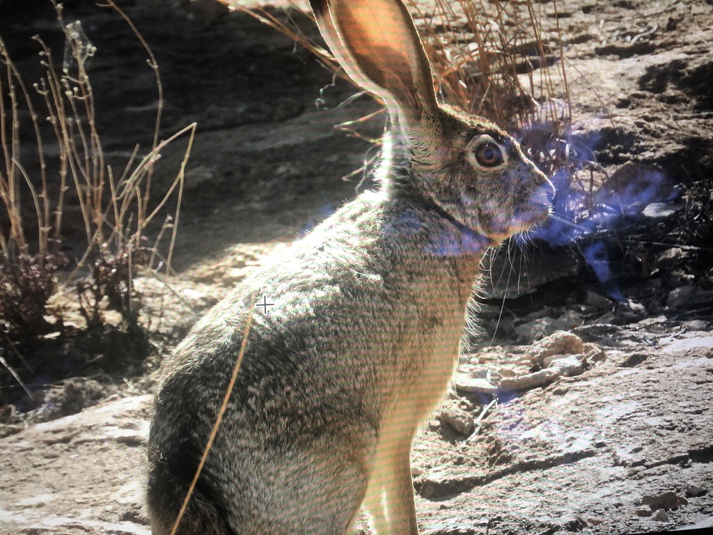 Black-tailed Jackrabbit from La Joya, NM, US on August 4, 2023 at 04:55 ...