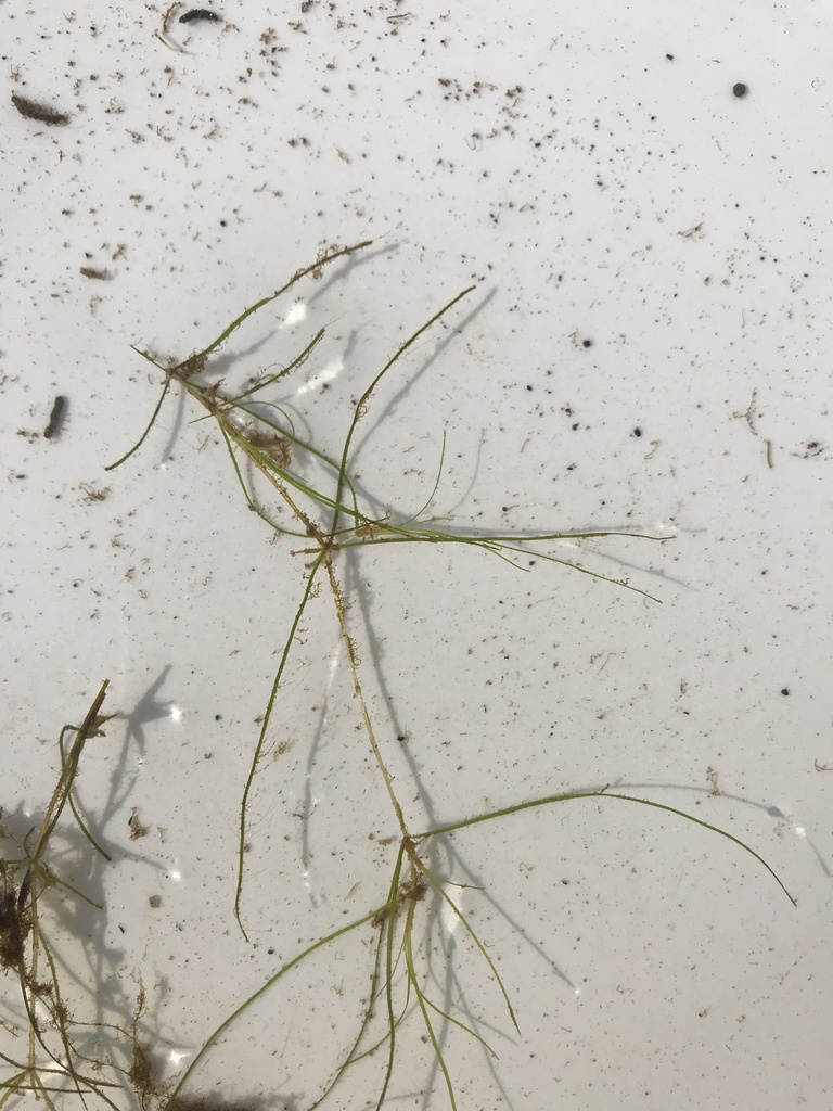 Horned Pondweed from Acacia Reservation, Lyndhurst, OH, US on August 9 ...