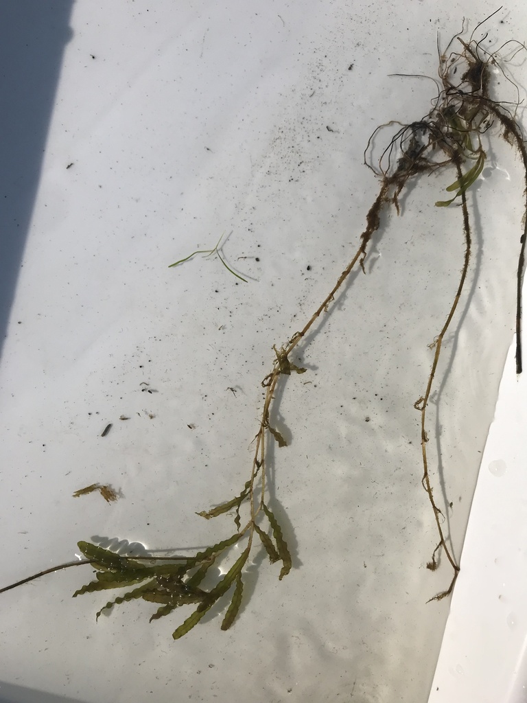 Curly-leaf Pondweed from Acacia Reservation, Lyndhurst, OH, US on ...