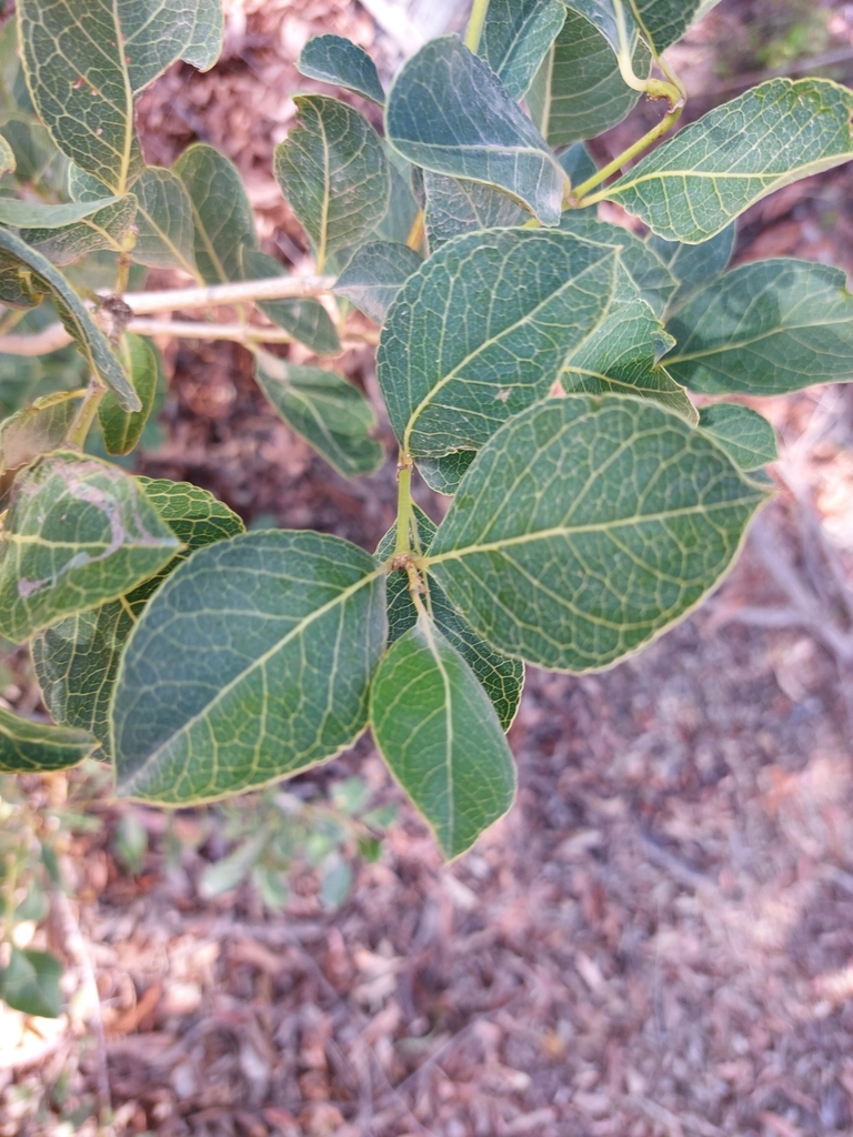 Medicine Bush from Boyne Island QLD 4680, Australia on August 9, 2023 ...