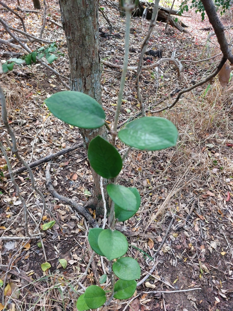 native hoya from Boyne Island QLD 4680, Australia on August 10, 2023 at ...