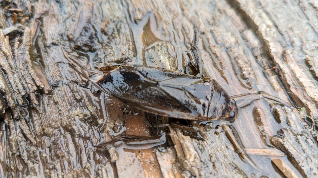 American Giant Water Bug in August 2023 by Matt Wallace · iNaturalist