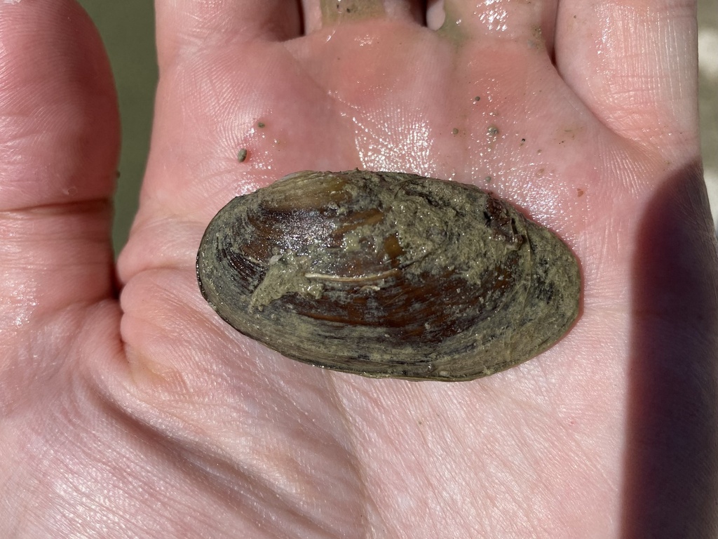 Texas lilliput in August 2023 by Travis Linscomb · iNaturalist