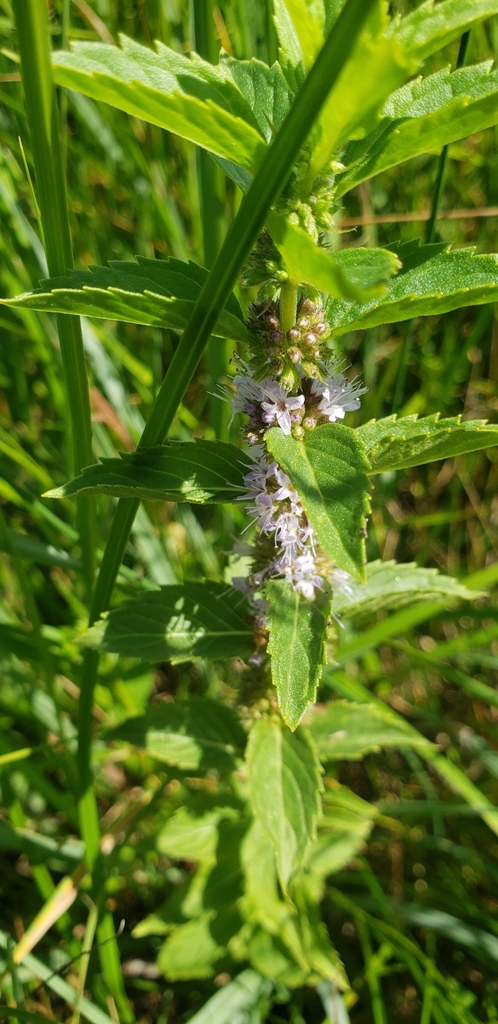 American cornmint from Fishtail, MT 59028, USA on August 9, 2023 at 02: ...
