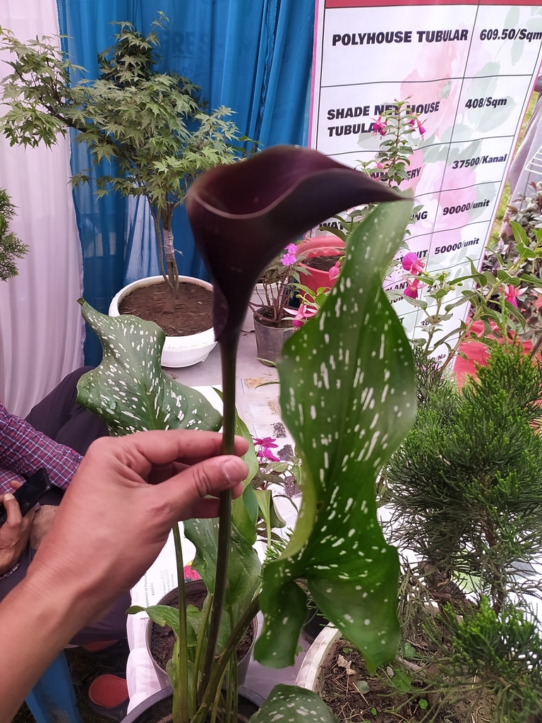 calla lilies from Dak Banglow, Khanabal, Anantnag, 192101 on August 7 ...