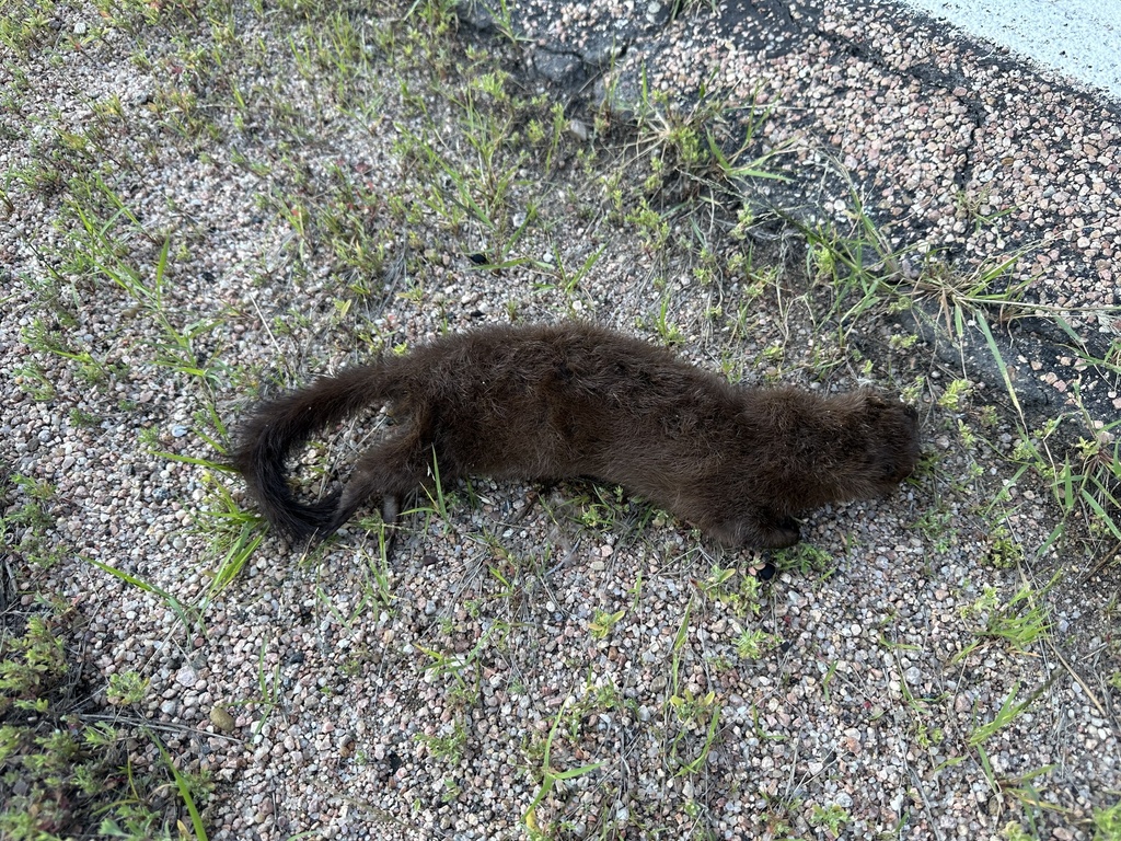 American Mink from Poudre Canyon Rd, Bellvue, CO, US on August 9, 2023 ...