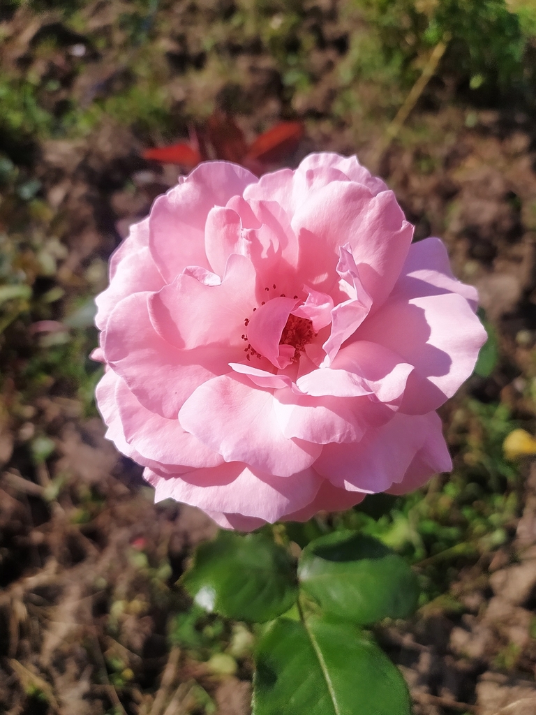 roses from G6PX+75X, Verinag, 192212 on August 3, 2023 at 04:17 PM by ...