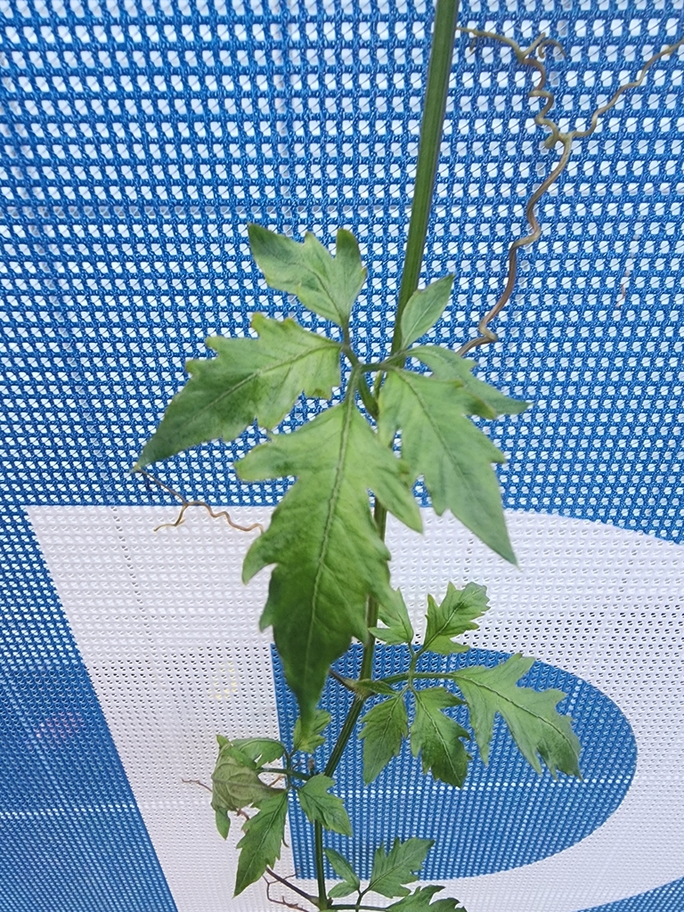 Slender Grape from Denistone NSW 2114, Australia on August 10, 2023 at ...