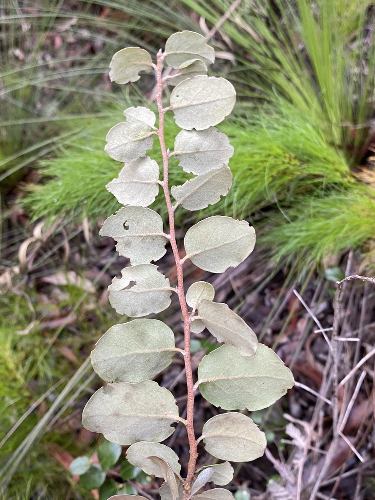 quinine bush (Petalostigma pubescens) - Botanical Realm