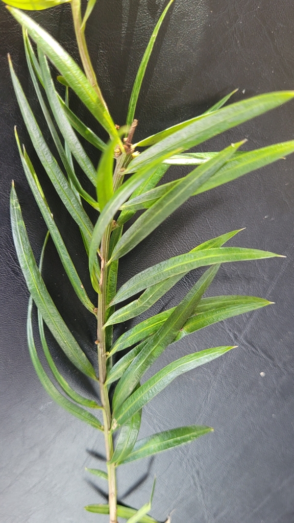 dwarf plum-pine from Lindfield NSW 2070, Australia on August 10, 2023 ...