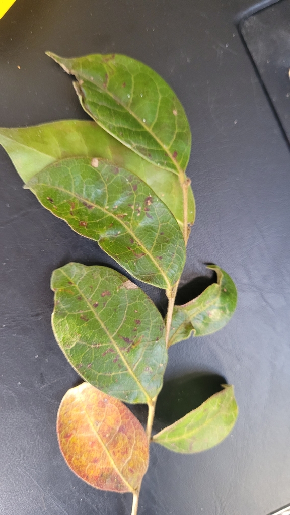 Cheese Tree from Lindfield NSW 2070, Australia on August 10, 2023 at 03 ...